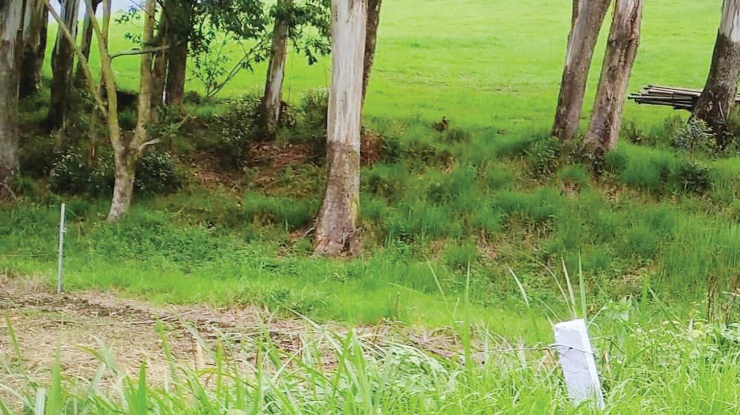 New life from cow that had to undergo euthanasia; calf born in ...