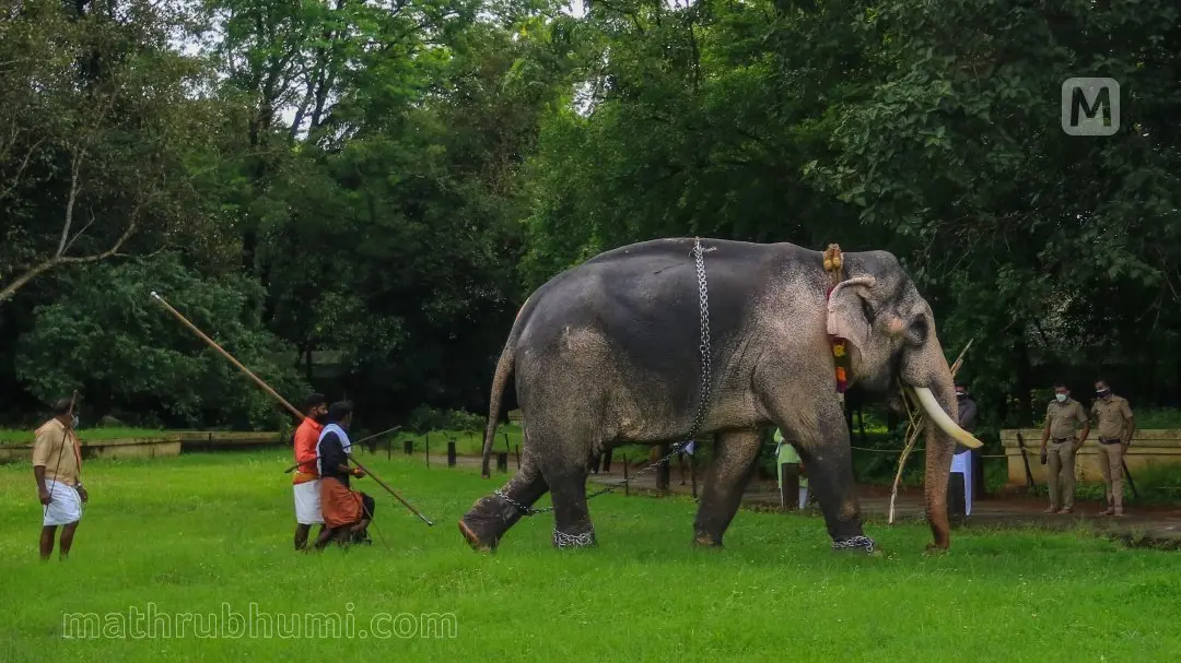 വടക്കുന്നാഥ ക്ഷേത്രത്തിൽ ആനയൂട്ട്