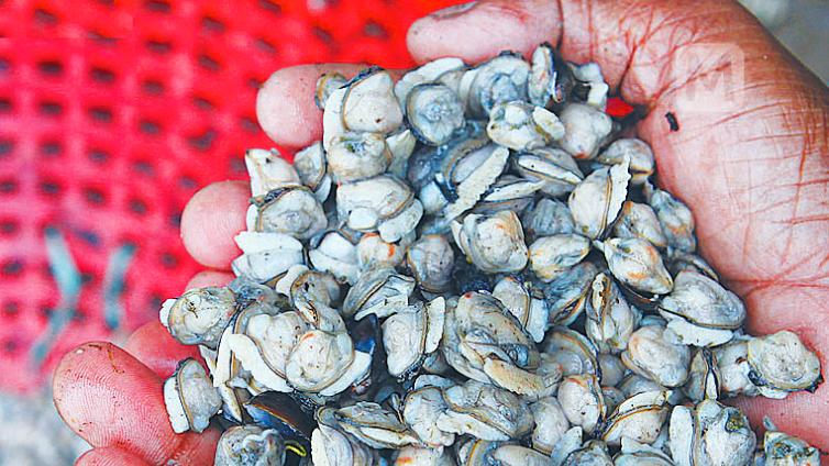 CMFRI's effort helps boost clam production in Vembanad Lake ...