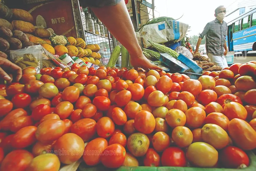 Cabbage price skyrockets to historic high of Rs 60 per kg | Mathrubhumi ...