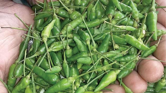 Kanthari chilli: Small in size, big in benefits: Here’s why you should ...