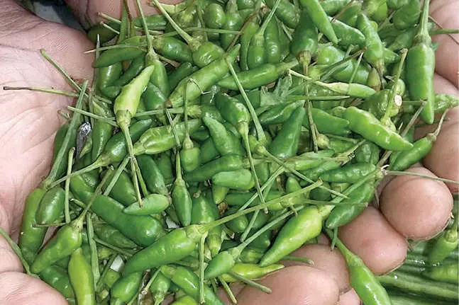 Kanthari chilli: Small in size, big in benefits: Here’s why you should ...
