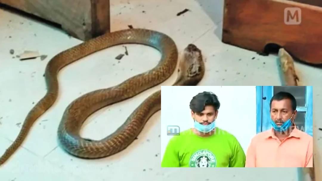 Uthra murder: Statement of Suresh who sold snakes to Suraj turned ...