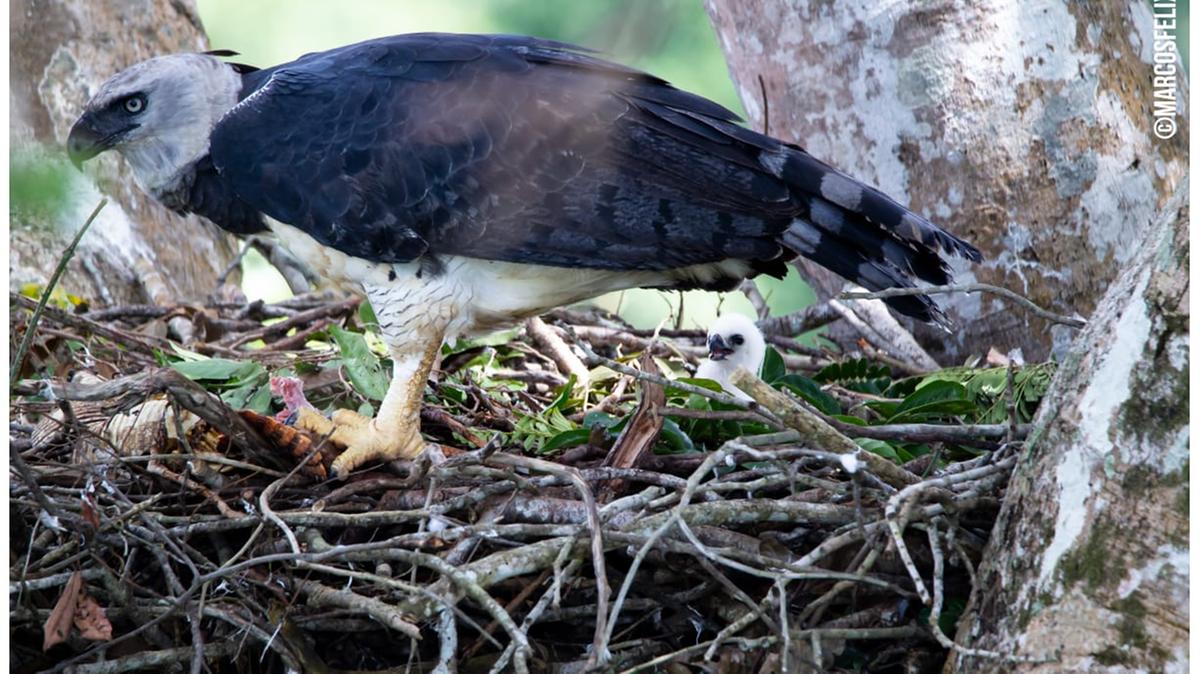 Rare photo of Harpy eagle from dense rain forests of Amazon clicked perfectly