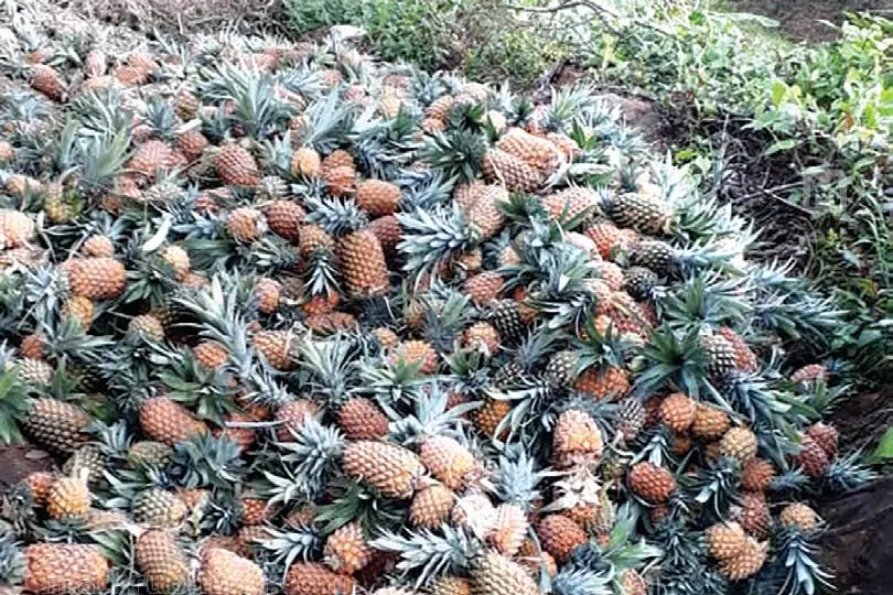 Pineapple turns ‘Pain Apple’ for farmers