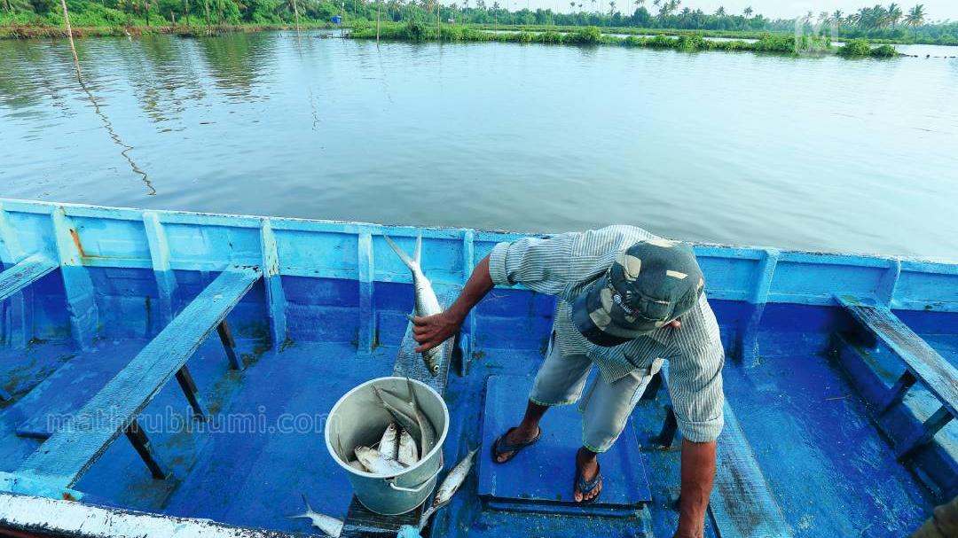 Matsyafed mulls home delivery of fish due to Covid situation