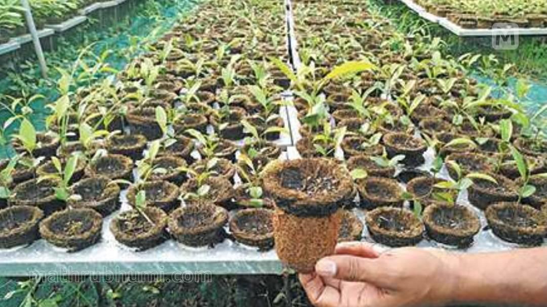Forest Dept introduces eco-friendly, cost-effective coir root trainers ...