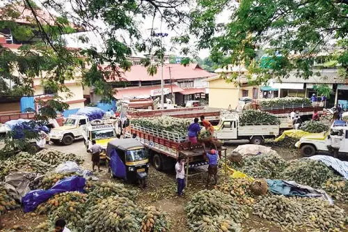 2.5 tonnes of 'Vazhakulam' pineapples sent to Delhi by rail ...