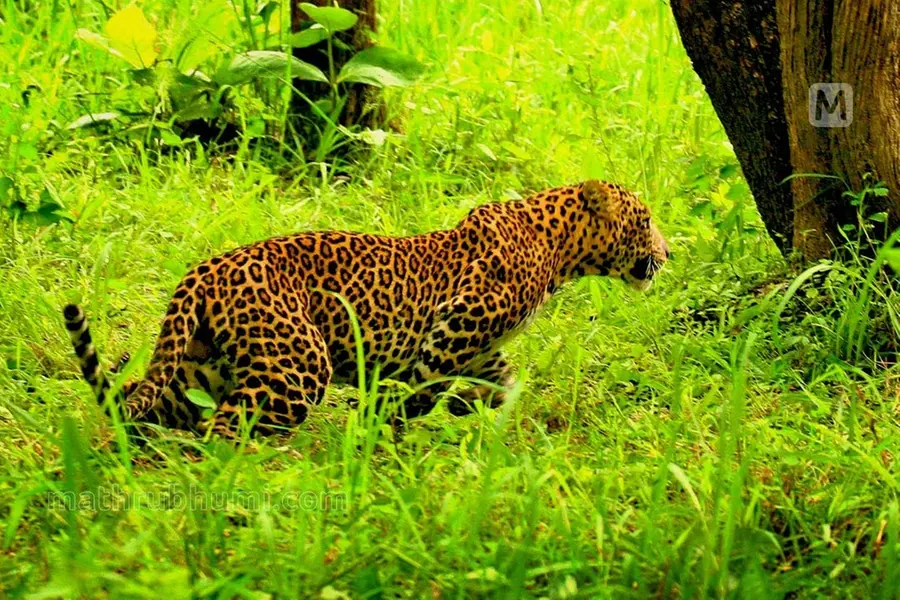 5-year-old boy goes missing in Shimla, mother says leopard attacked her son