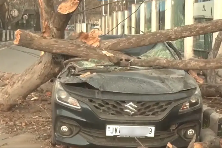 Strong winds uproot trees in Srinagar | WATCH | Mathrubhumi English
