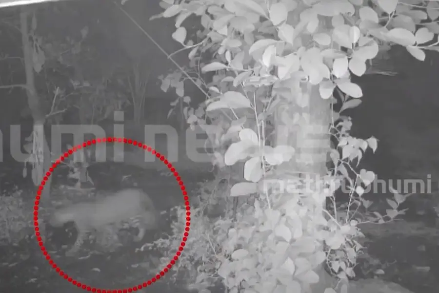One leopard or two? Kerala’s Chalakudy reports sighting days after CCTV ...