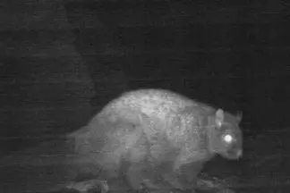 Thought to be extinct, Woolly Flying Squirrel caught on camera for ...