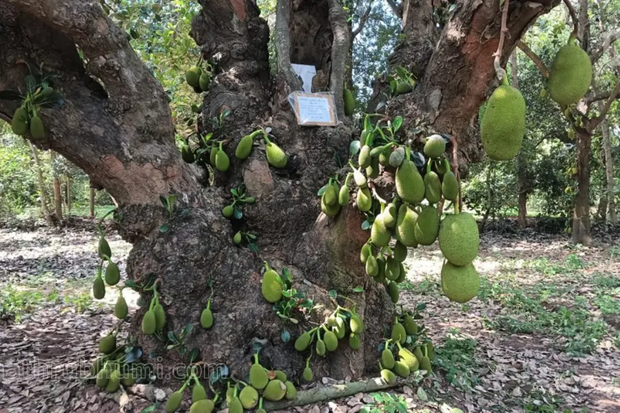 'Jackfruit, jackfruit everywhere': Tamil Nadu’s Panruti ready for GI ...