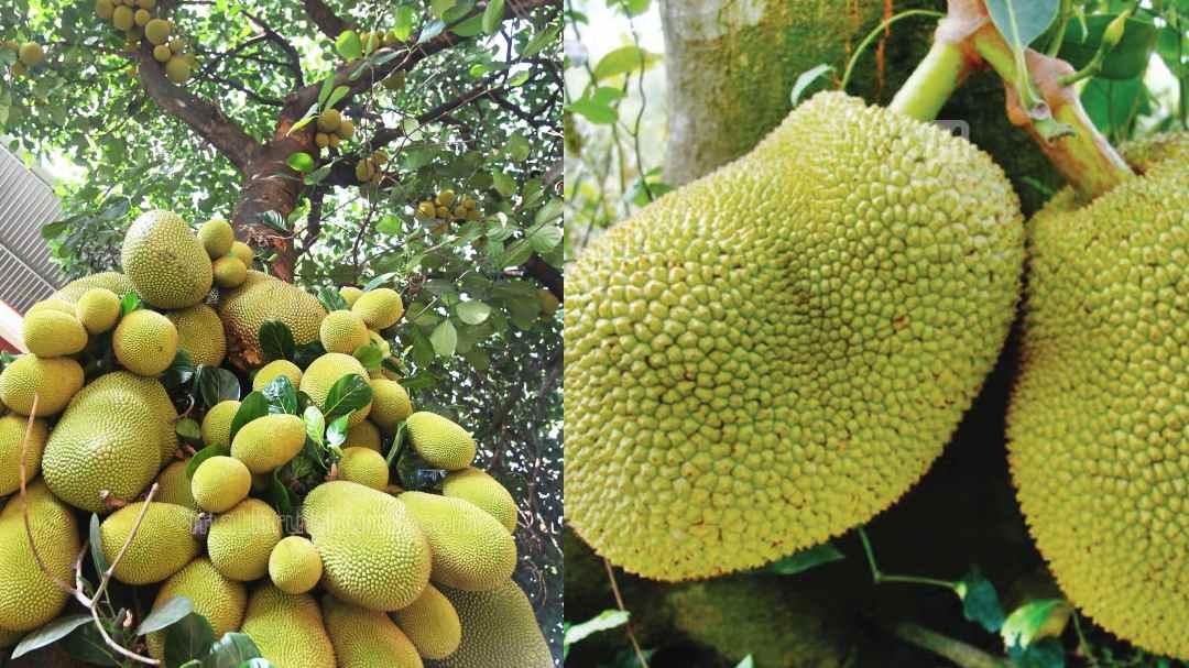 Kerala’s jackfruit revolution: From waste to a thriving crore-worth ...