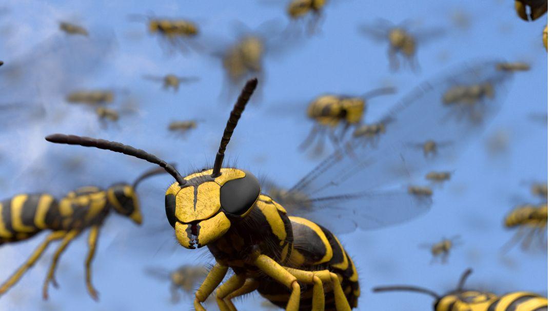 25 family members stung by wasps during wedding event in Himachal; 5 ...