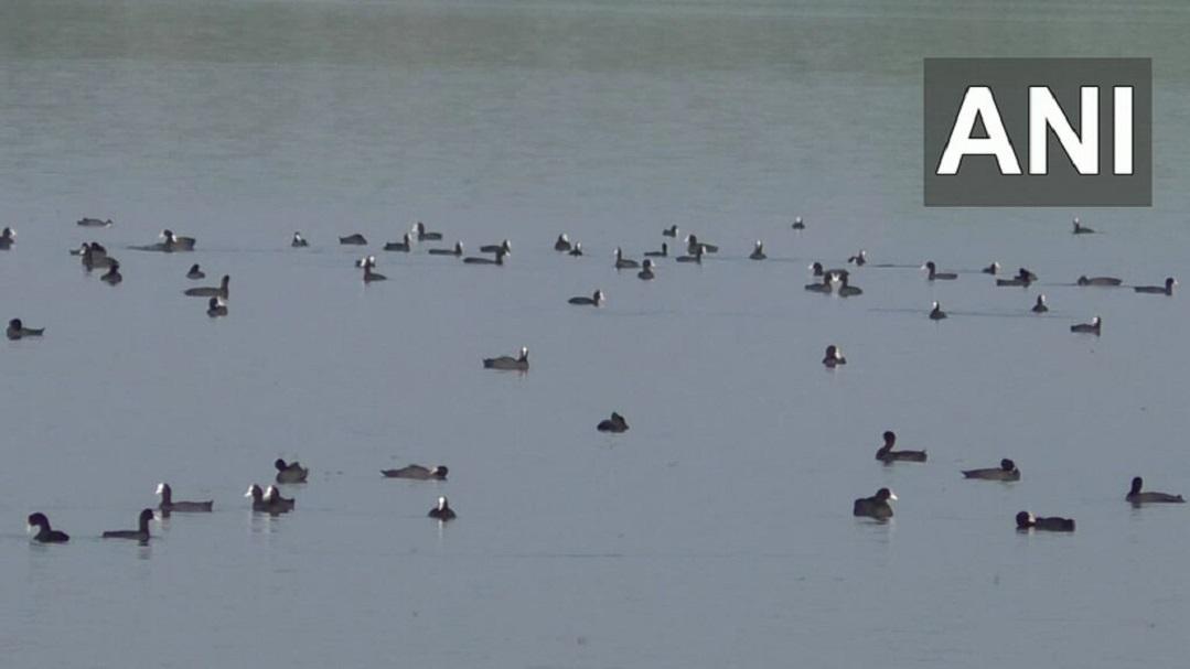 WATCH: Rare Australian coot spotted in Tamil Nadu’s Perungulam