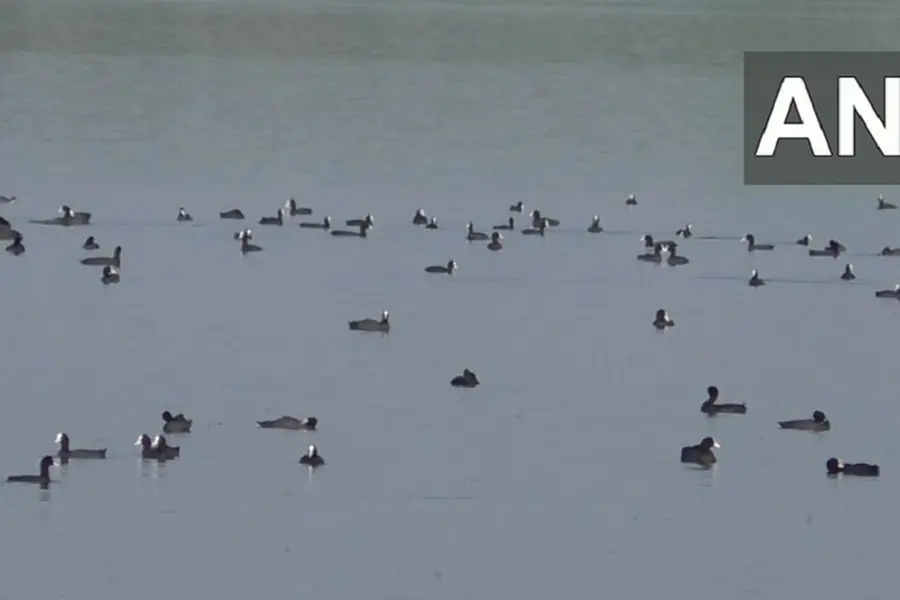 WATCH: Rare Australian coot spotted in Tamil Nadu’s Perungulam ...