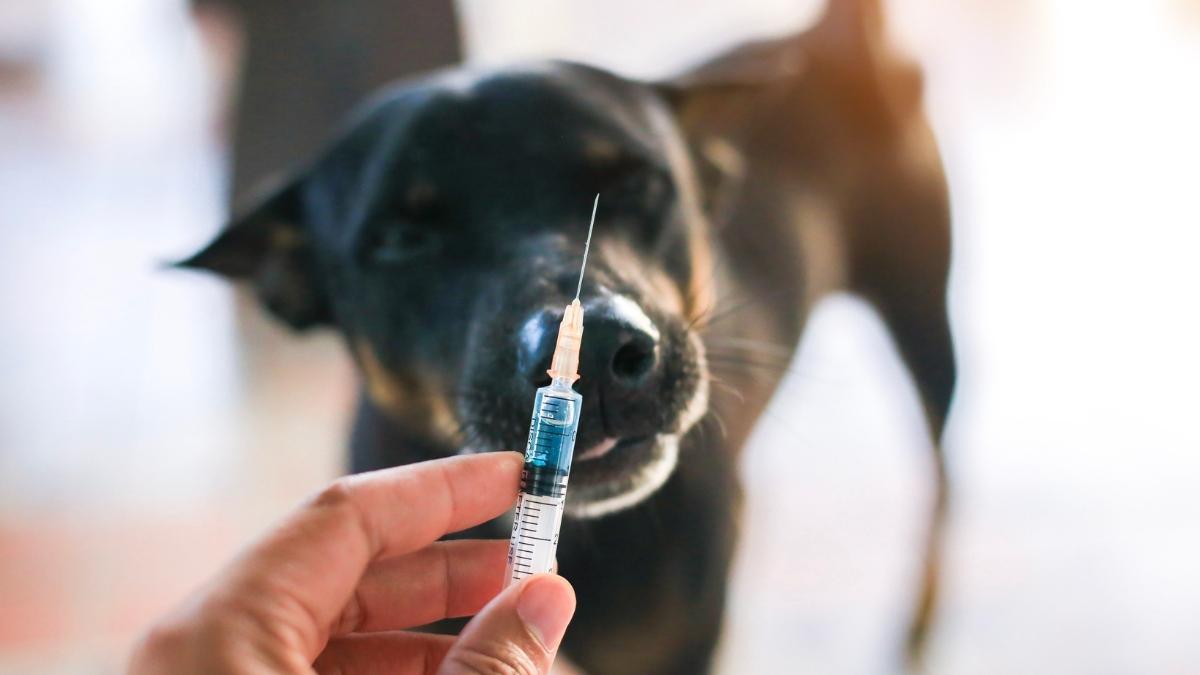 7-yr-old child develops rabies despite vaccine; critical at TVM hospital