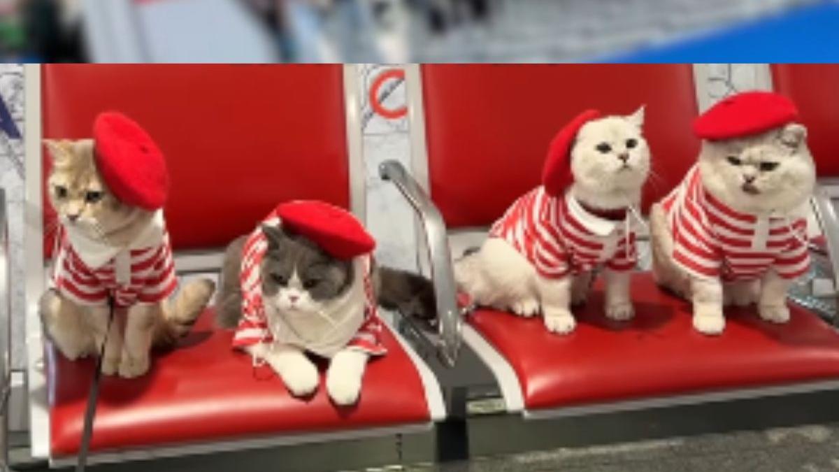 Video shows adorable and well behaved cats fly to Paris in style ...