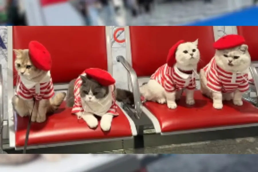 Video shows adorable and well behaved cats fly to Paris in style ...