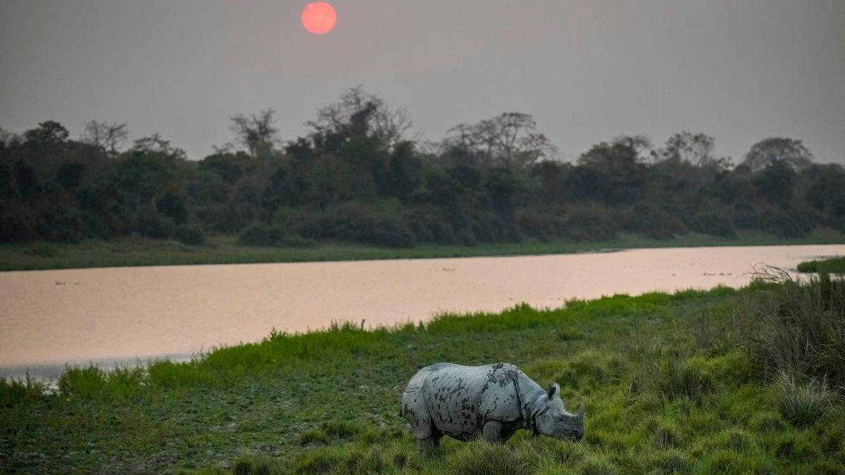 Monsoon woes: Kaziranga shuts jeep safari from May 19 until further notice