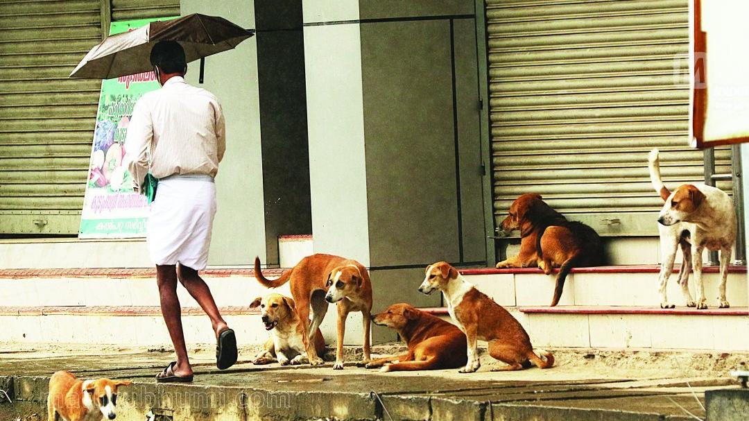 Stray dog causes bike accident; Palakkad MACT orders ₹21.39 lakh ...