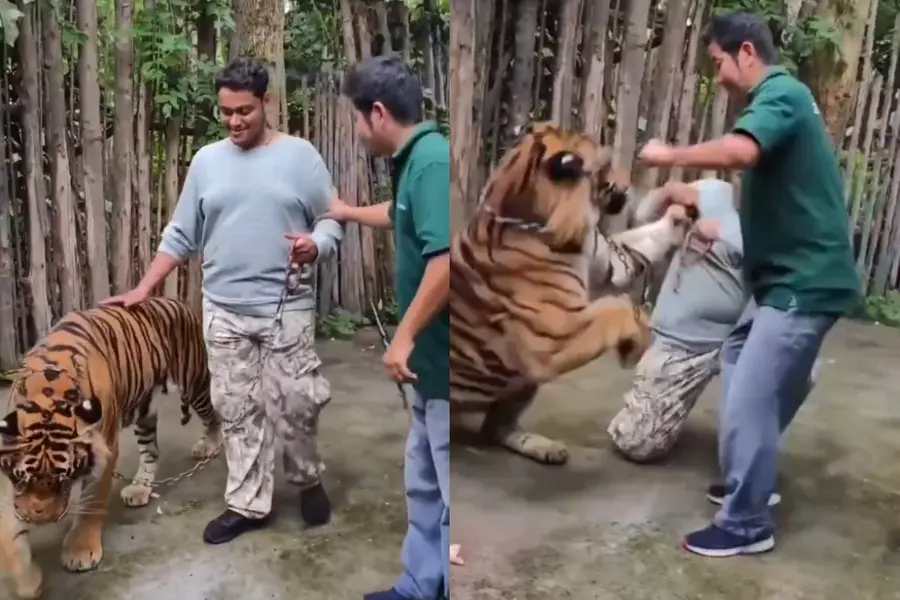 Chilling video shows tourist mauled by tiger at Thailand Animal Park ...