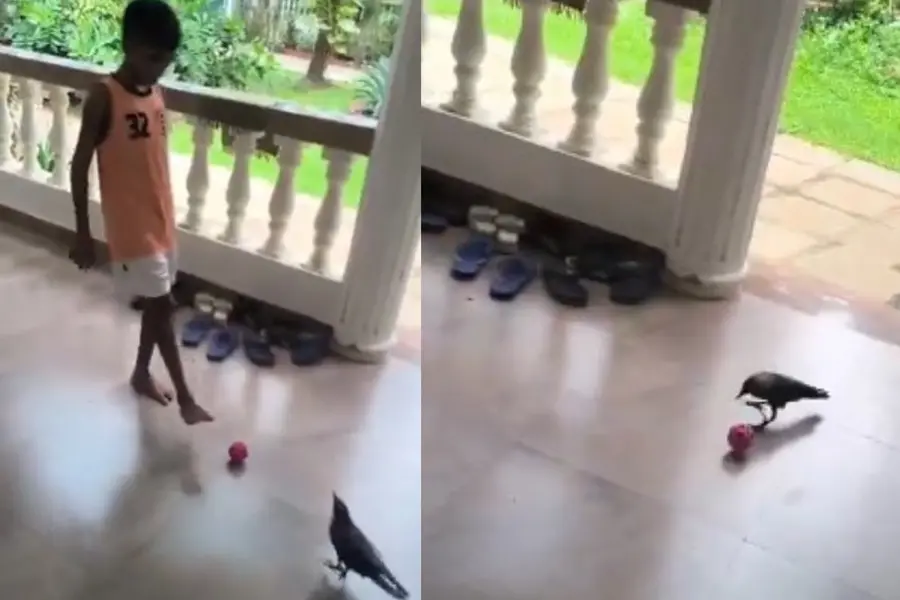 'Crownaldo...' Goa crow goes viral for playing football like a pro ...