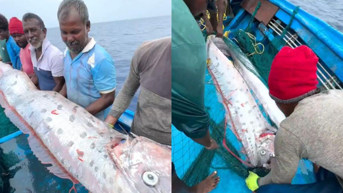 Rare ‘doomsday fish' caught in Indian waters: Is this the same oarfish ...