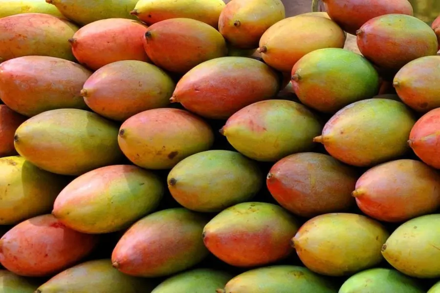 Allow our Totapuri mangoes to enter your state: Karnataka appeals to Andhra