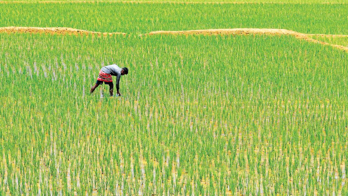 Kerala Bank-led consortium to boost paddy procurement