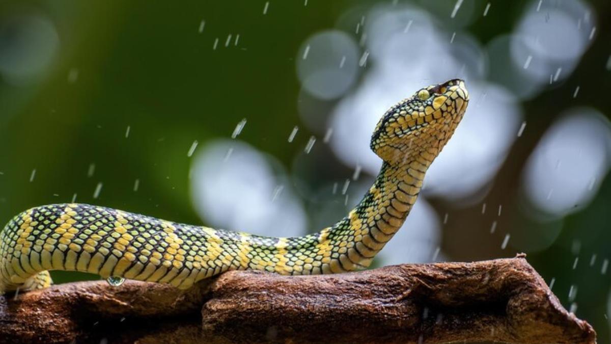 Essential monsoon tips to prevent snake intrusion: What works and what ...