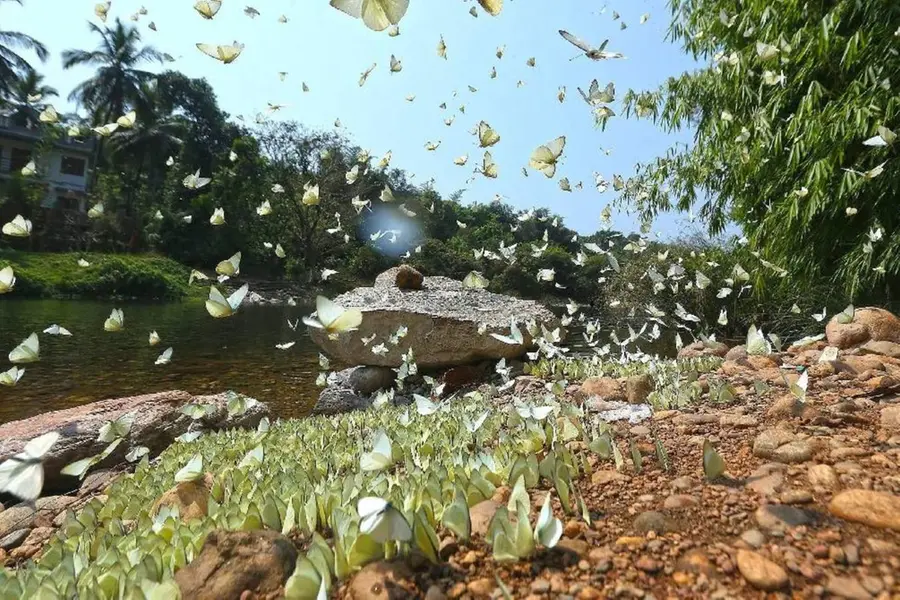 Aralam to be Kerala’s first Butterfly Reserve, boosting eco-tourism and ...