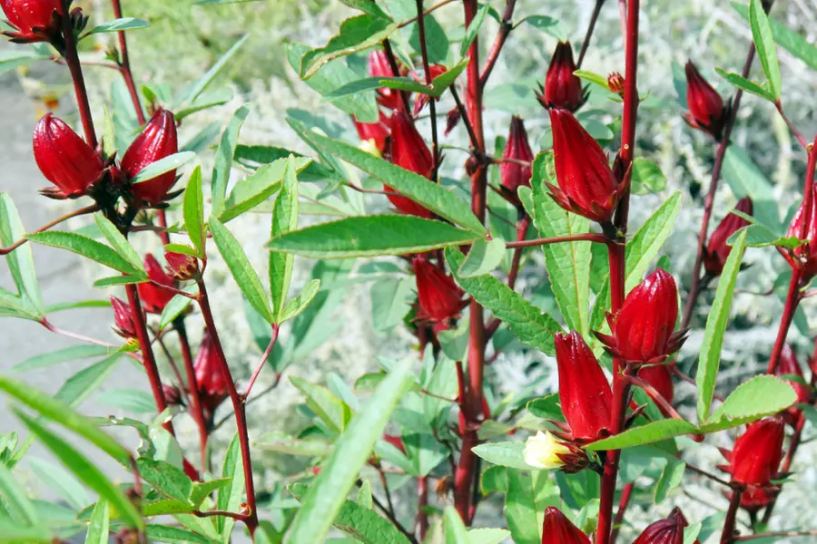 Plant a Roselle in kitchen garden, replace tamarind in curries