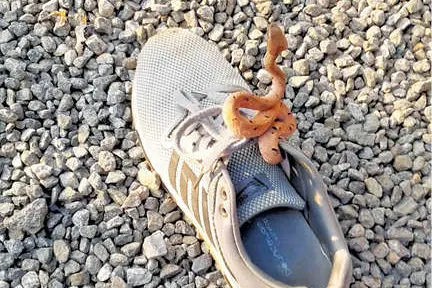 Snake inside shoe; narrow escape for woman