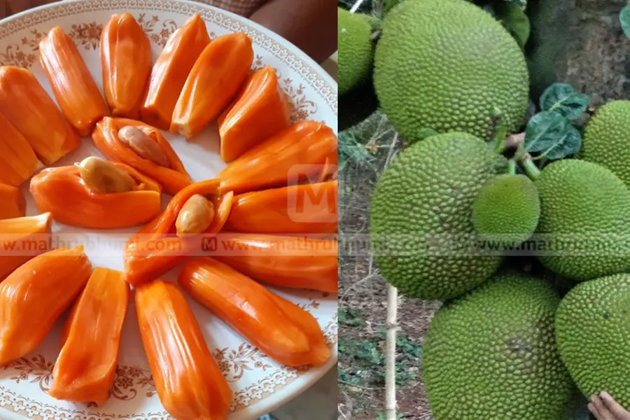 Loved for its unique colour, taste and aroma, 'Royal Red Jack' is still ...