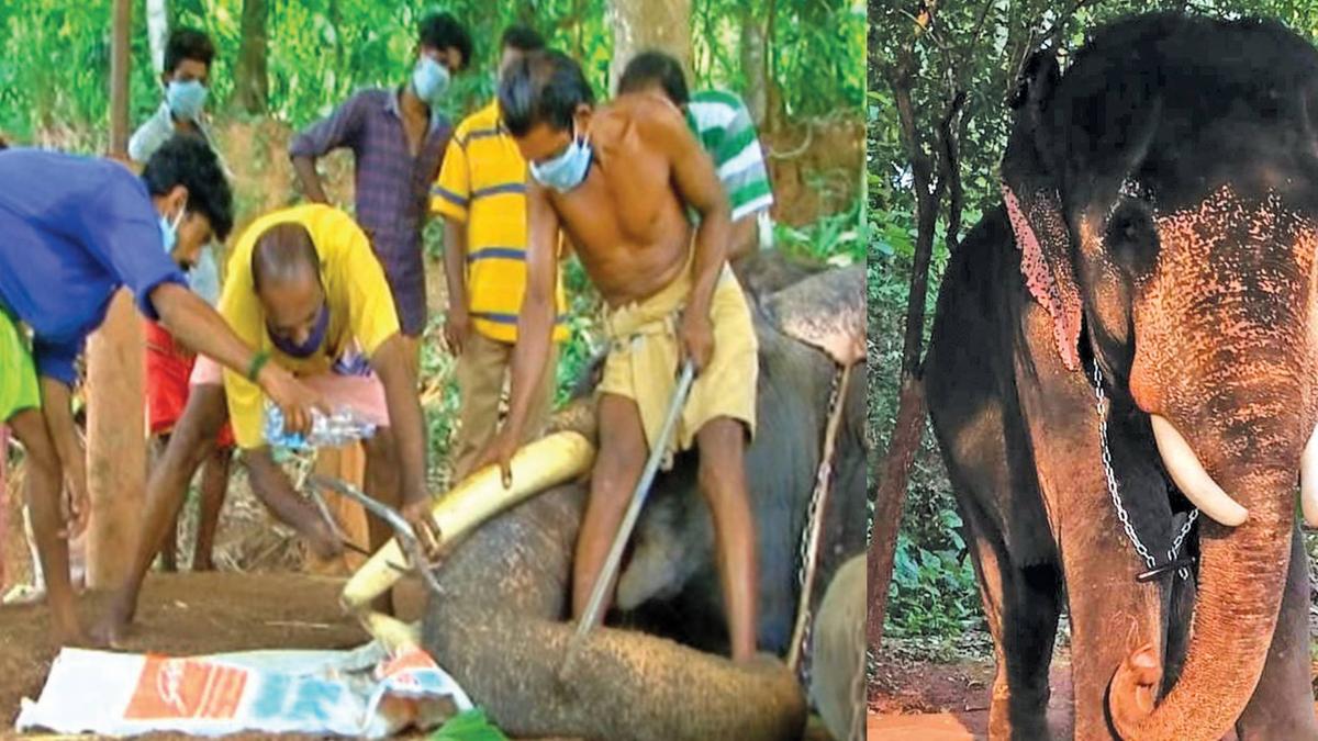 Tusker Kochayyappan saved from 'double lockdown'; overgrown tusks cut ...