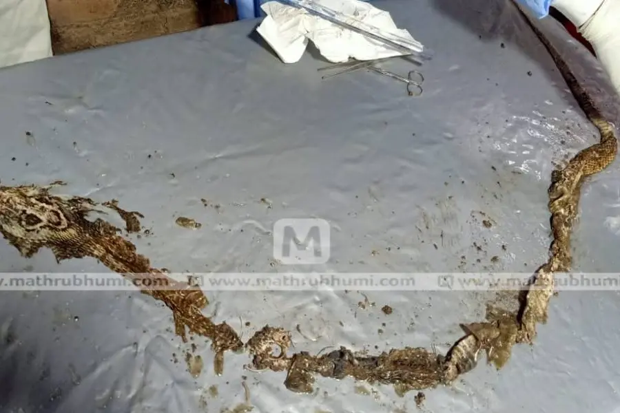 Uthra murder case: Autopsy of snake carcass revealed crucial evidences ...