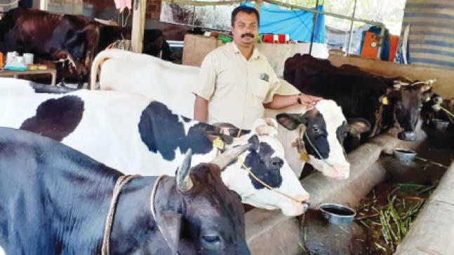 Jojo and his 32 cows