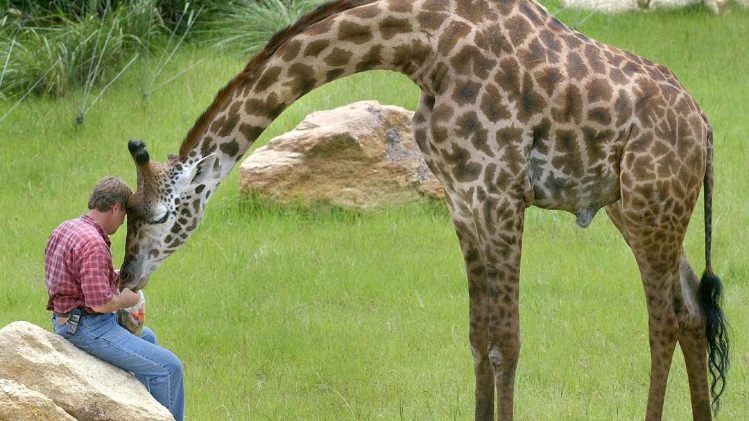 Loving animals during lockdown