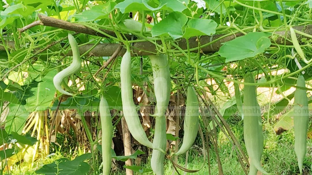 10 tips to boost yield of snake gourd