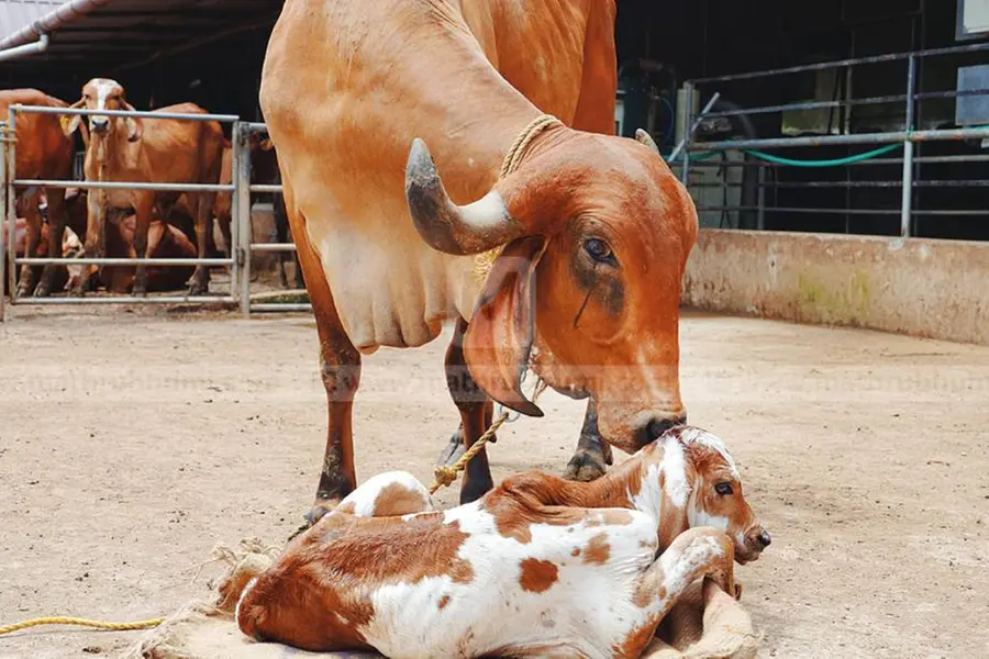 First test tube Gyr calf born at Kottayam dairy farm in Kerala