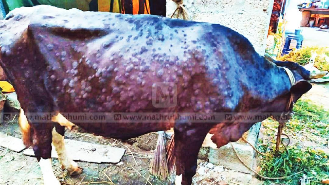 Dairy farmers worried over viral skin disease in cattle