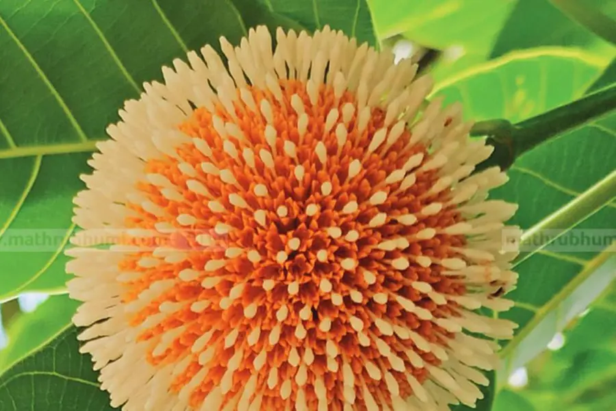 'Kadambu' bloomed in Avanavanchery nicknamed 'corona flowers' due to ...