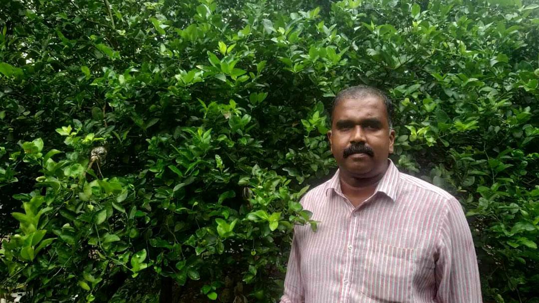 1000 kg lemon from 14 trees; Kottayam man cuts rubber trees in 2 acre ...