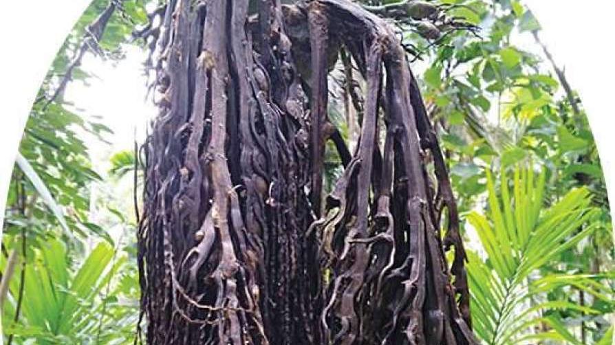 Farmers worried over rare disease on areca nut trees in Kasaragod