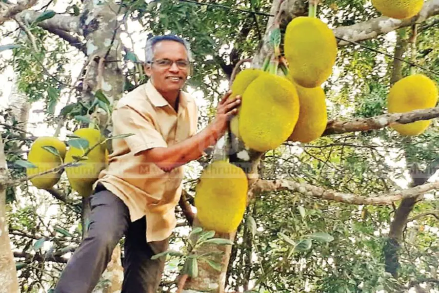 A PT teacher's love for jackfruit trees