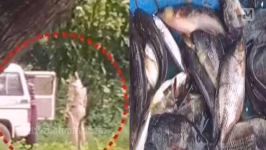 Police officers found guilty of consuming, selling fish seized from ...