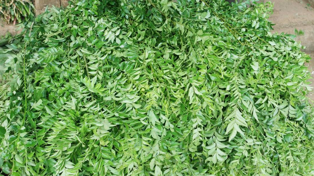 Forest dept staff grows curry leaf plants in organic method, gives ...
