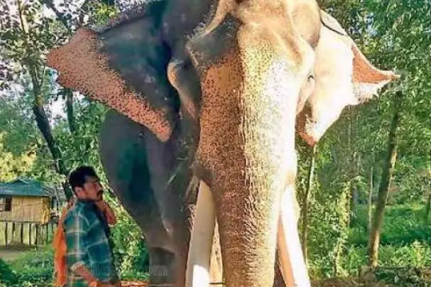 Kerala's 78-year-old elephant to enter Guinness Book of World Records